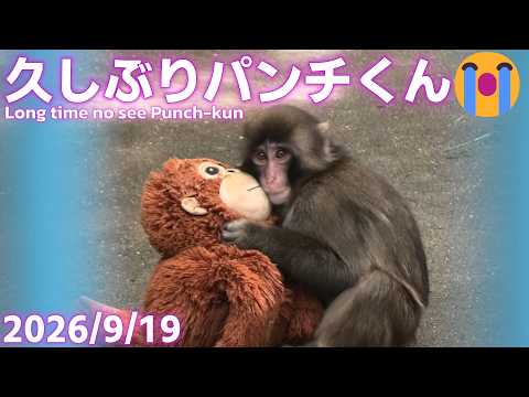 再会♥【パンチくん日記🐵】やっとパンチに会えた😭いきなりオランママ連れてたのに驚いたが、元気な姿が見れてホッとした。周回観覧ルールはうまく出来てる、さすが課長さん_市川市動植物園【2026/9/19】