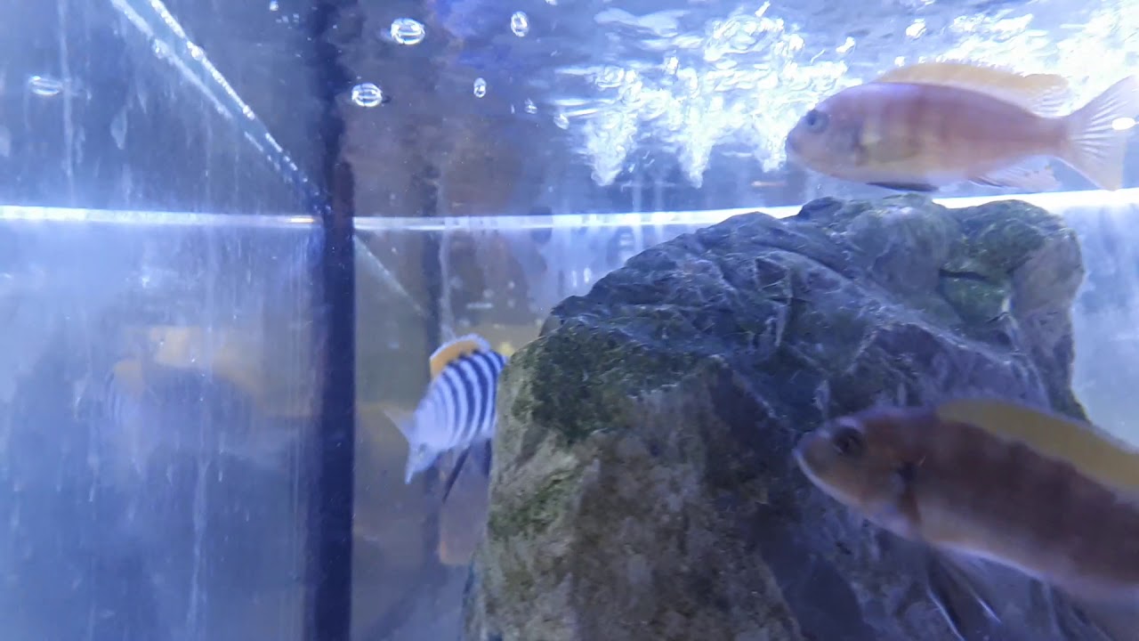 Pareja M. Zebra red top mphanga F0 disponible - YouTube