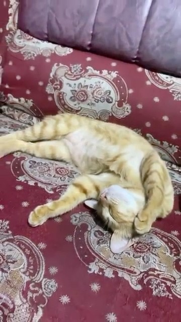 Si oyen tidur enak di sofa #oyenbarbar #oyen #oyenlucu - YouTube