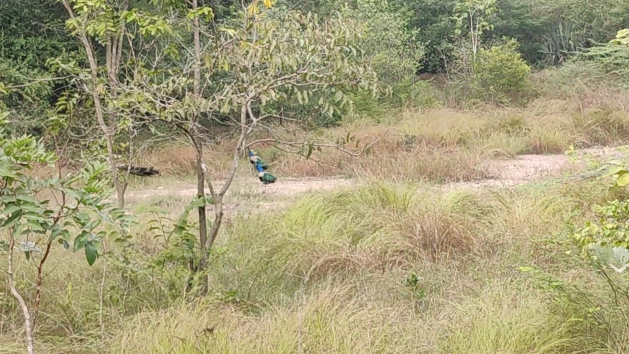 Jungle Safari Srisailam, Nallamala Forest - YouTube