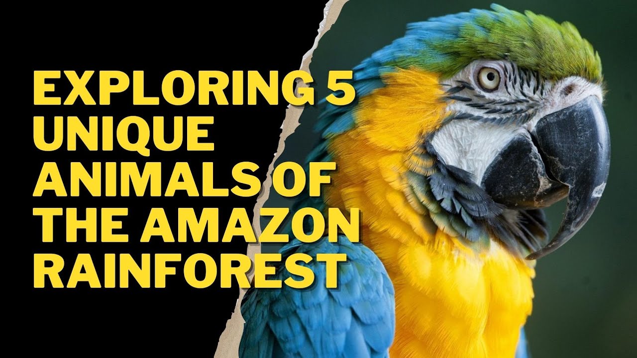 EXPLORING 5 UNIQUE ANIMALS OF THE AMAZON RAINFORES - YouTube
