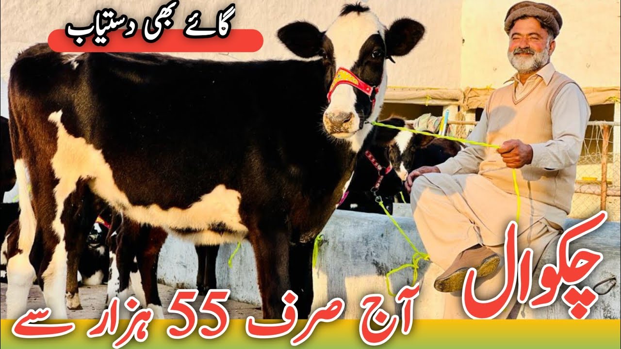 Chakwal | Top class Heifers And Cows | Best rate ever | Jani Best - YouTube