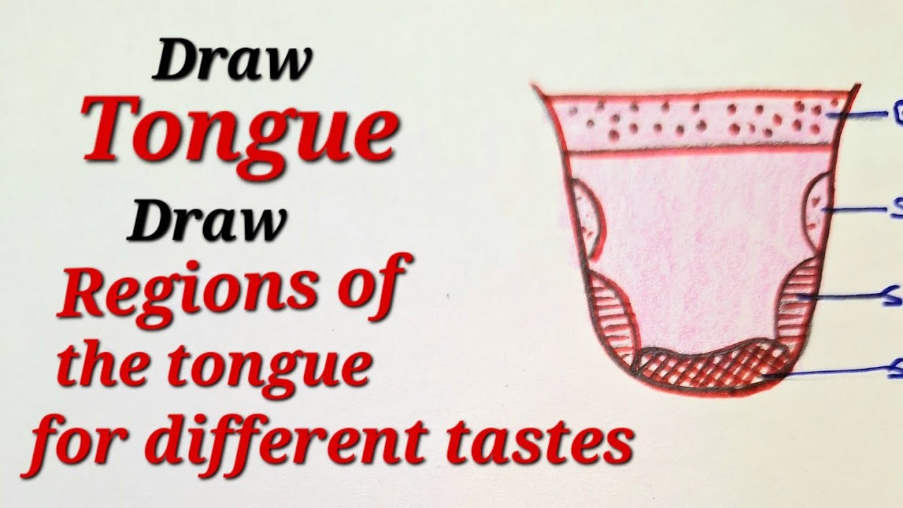 Tongue drawing easy,Human tongue drawing easy,draw different regions of ...