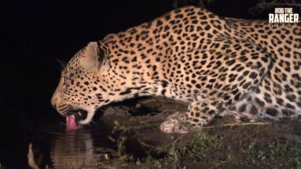 Male Leopard Drinks At Night - YouTube