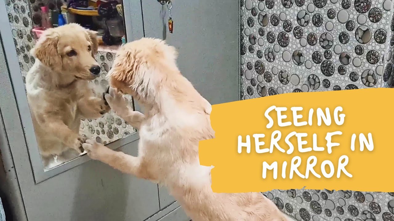 Golden Retriever Puppy reaction to herself in Mirror🪞🥰 | Dog Vs Mirror ...