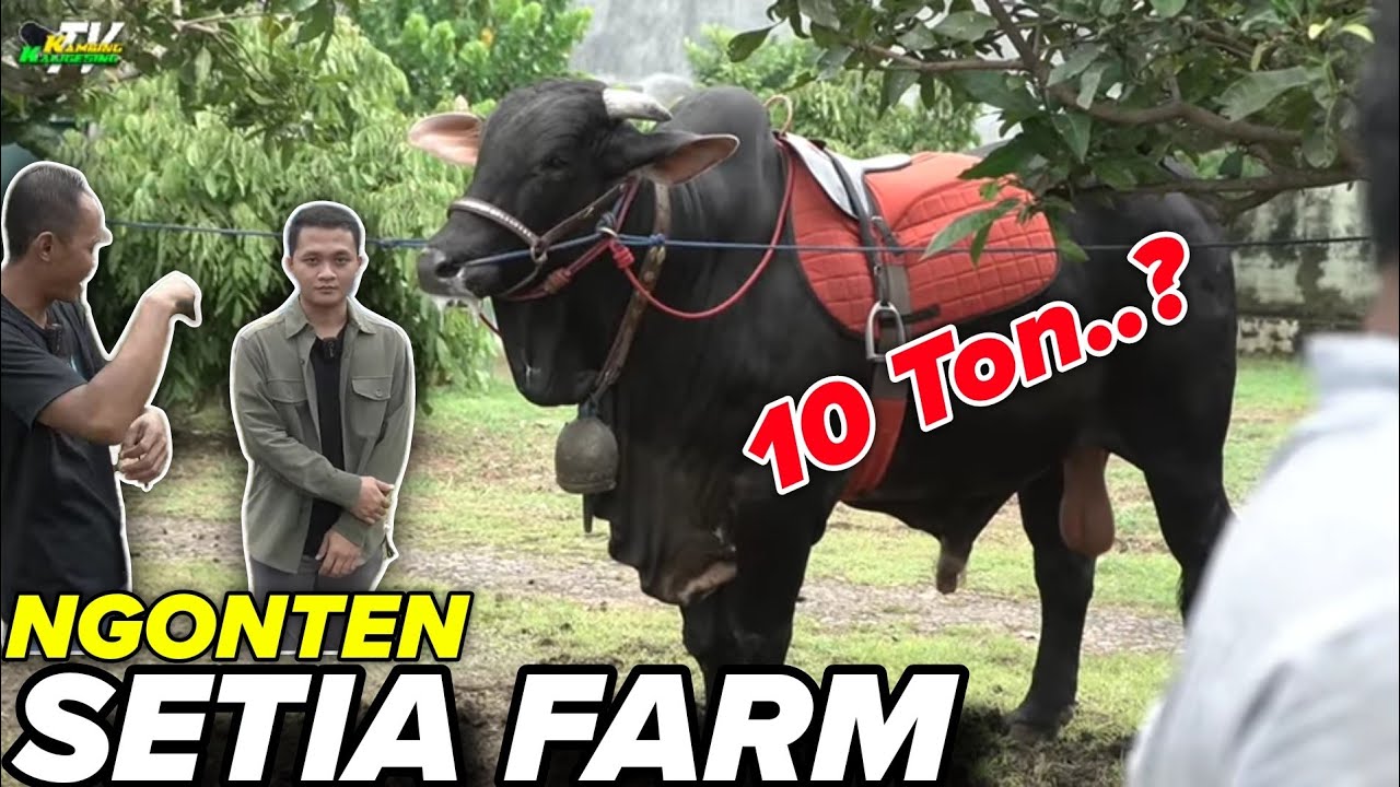 EXCLUSIVE‼️ SAPI LANGKA PUNUK HITAM SETIA FARM - YouTube