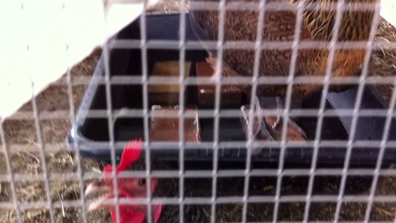 Keep your chickens cool with a DIY "Chicken Chiller" - YouTube