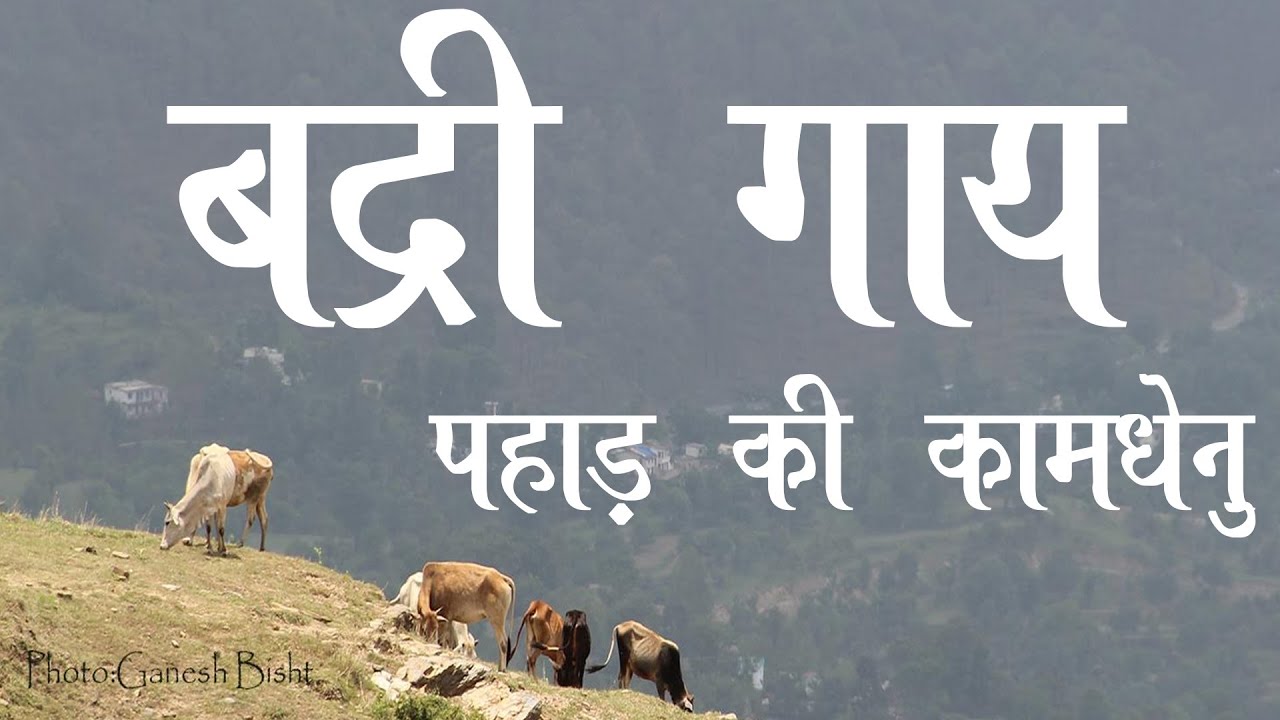 Badri Cow of Uttarakhand - YouTube