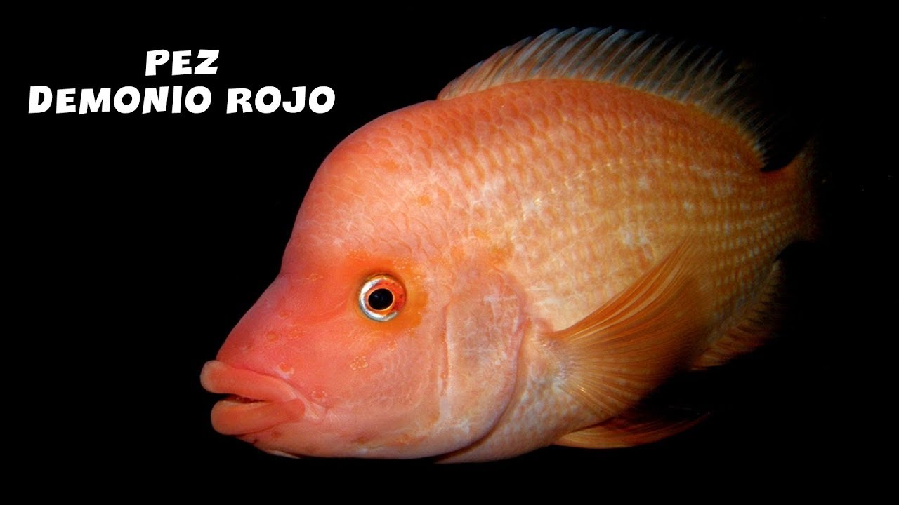 Amphilophus labiatus | Cuidados Y alimentación del PEZ DEMONIO ROJO ...