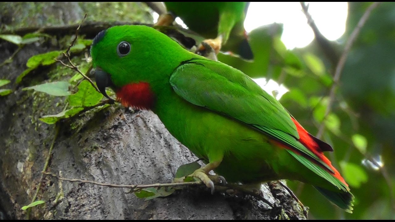 Blaukrönchen (Loriculus galgulus) - Blue crowned hanging parrot - YouTube