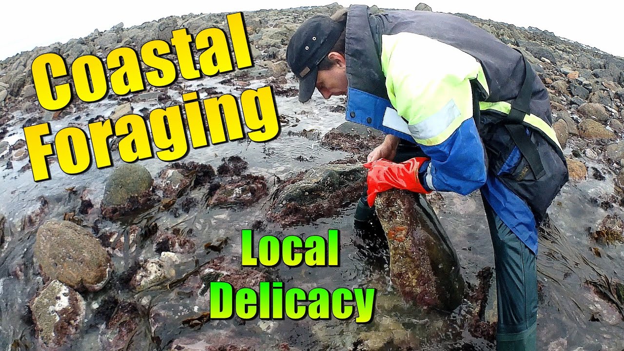 Coastal Foraging a Local Delicacy & Cooking 🦐🦀 - YouTube