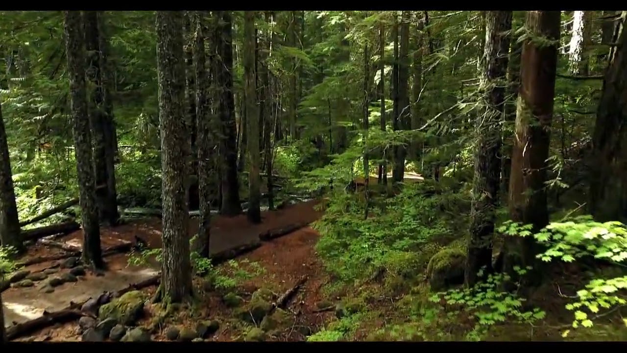 Efecto de Sonido (Naturaleza) Bosque Free Sin Copyright - YouTube