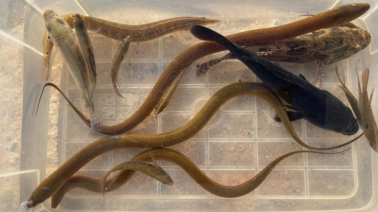 Woow!! Unexpected amazing results today. marble goby, eel, koi, betta ...