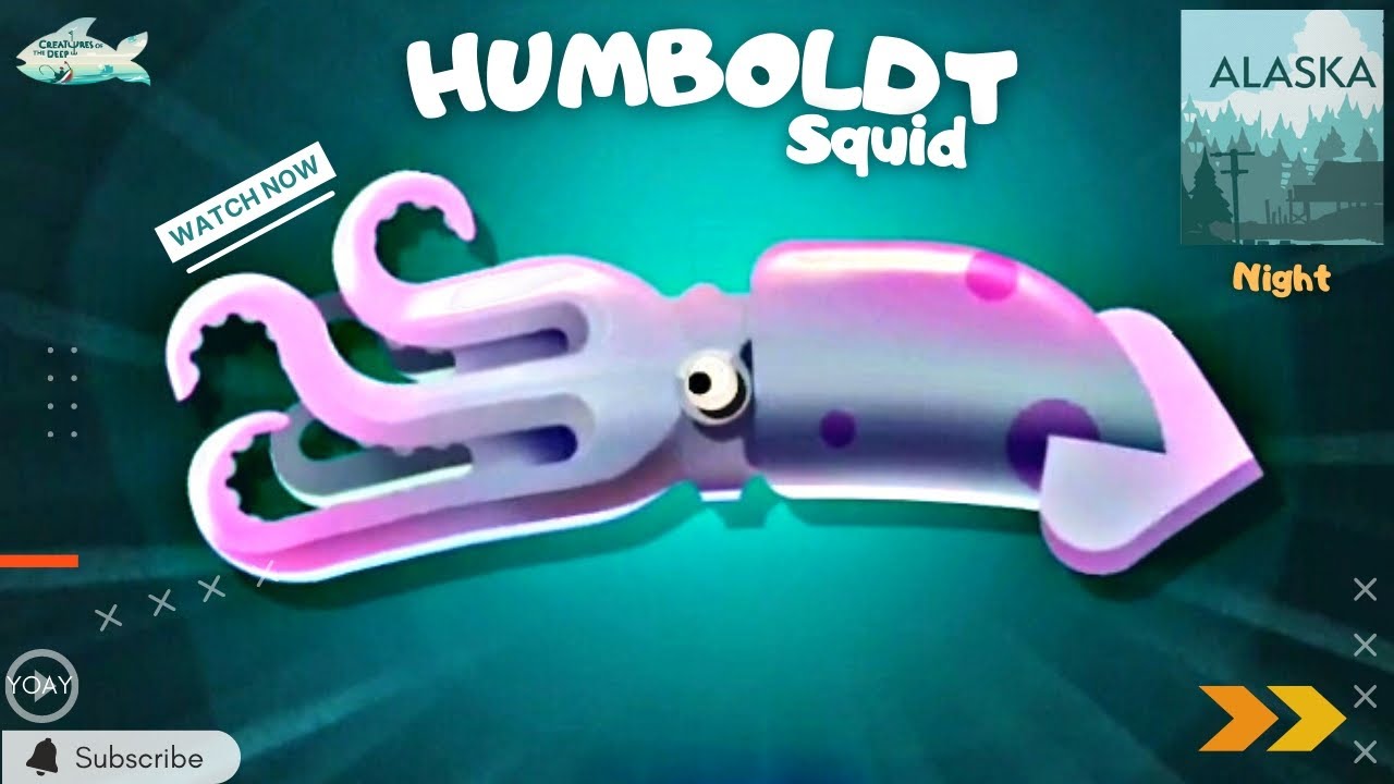 Creatures Of The Deep - Alaska HUMBOLDT SQUID Lokasi Dan Cara Menangkap ...