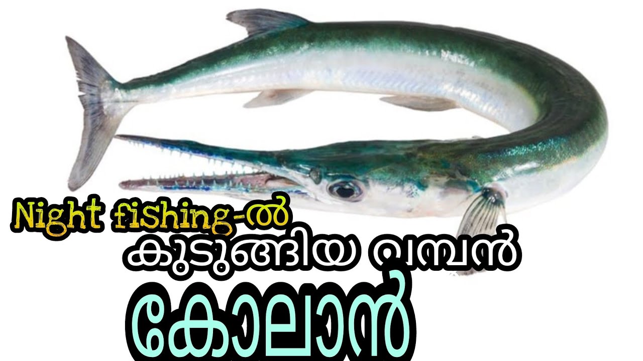 Night fishing time catch one big GAR FISH /Akk fishing group - YouTube