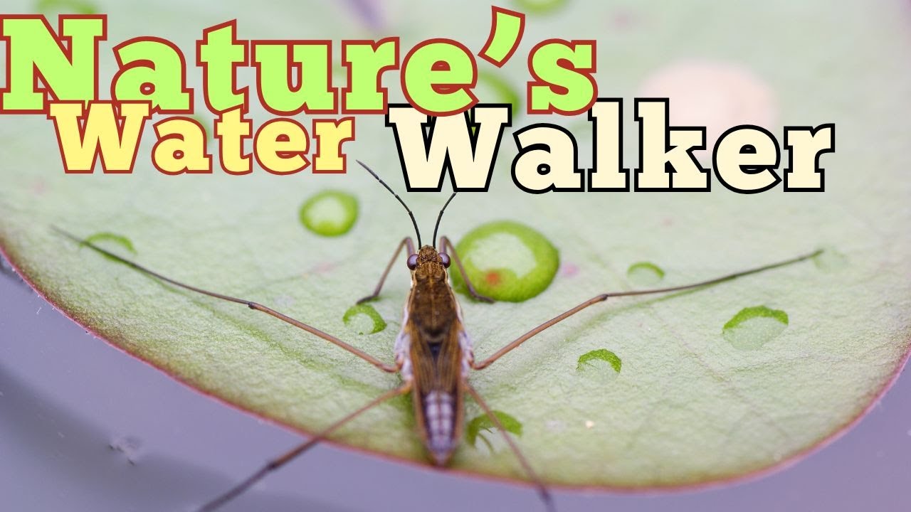 Walking on Water: The Incredible Life of Water Striders - YouTube