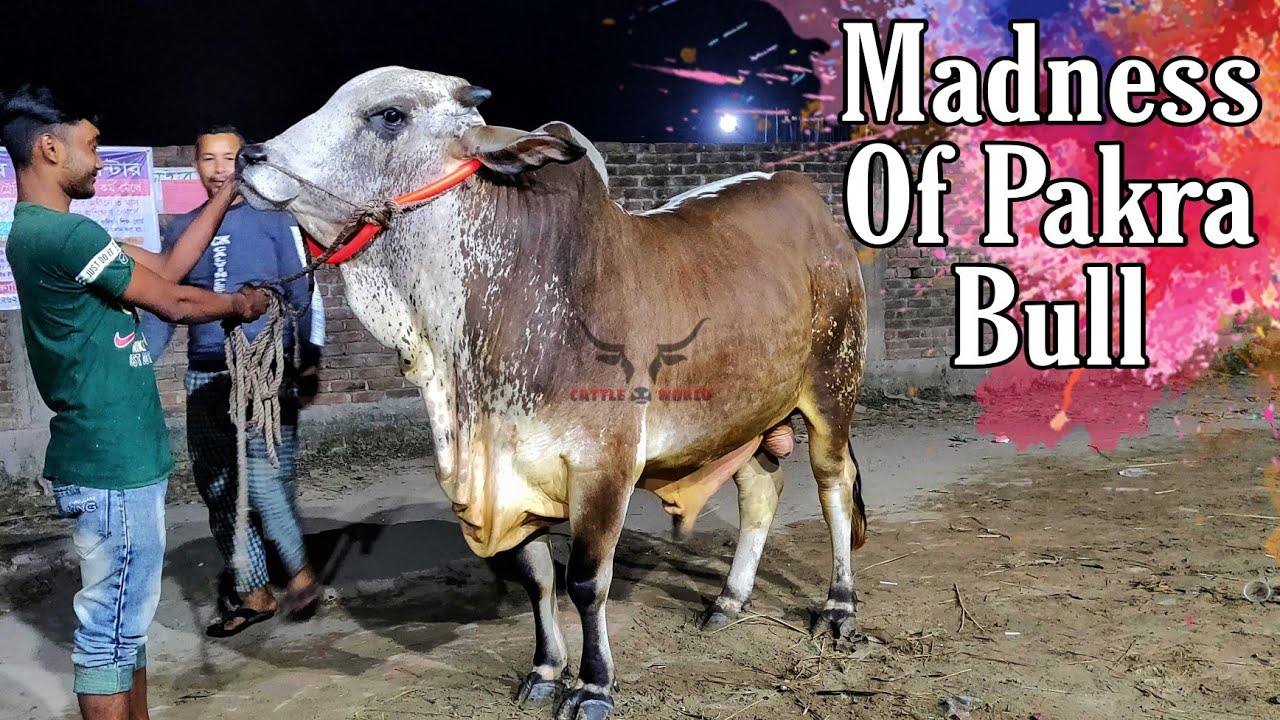 Paglami Of Pakra Bull | Cheena Pakra Of Wealthtech Agro | Qurbani EID ...