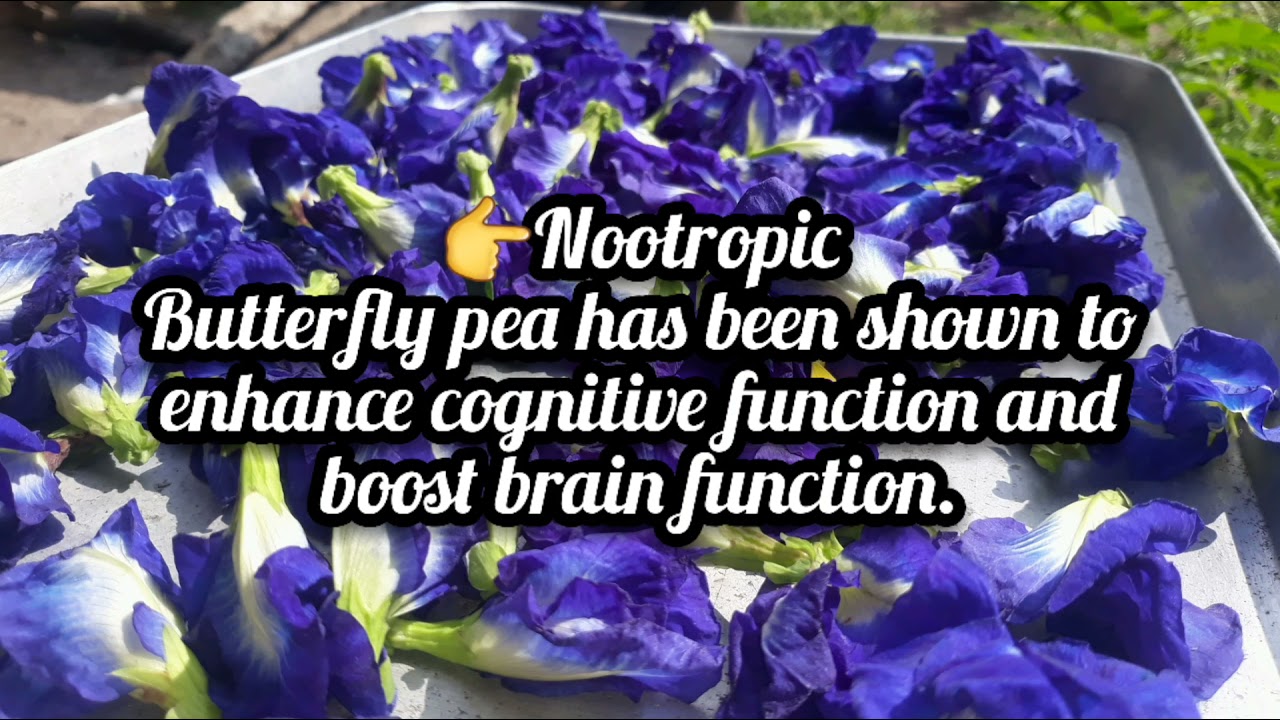 CLITORIA TERNATEA (Blue Butterfly Plea) /HEALTH BENEFITS - YouTube