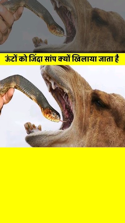 ऊंटों को जिंदा सांप क्यों खिलाया जाता है Viral Shorts Youtubeshorts