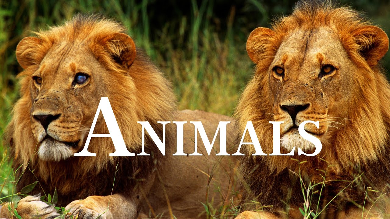 World Wild Animals Collection with Relaxation Music | Nature 10M ...