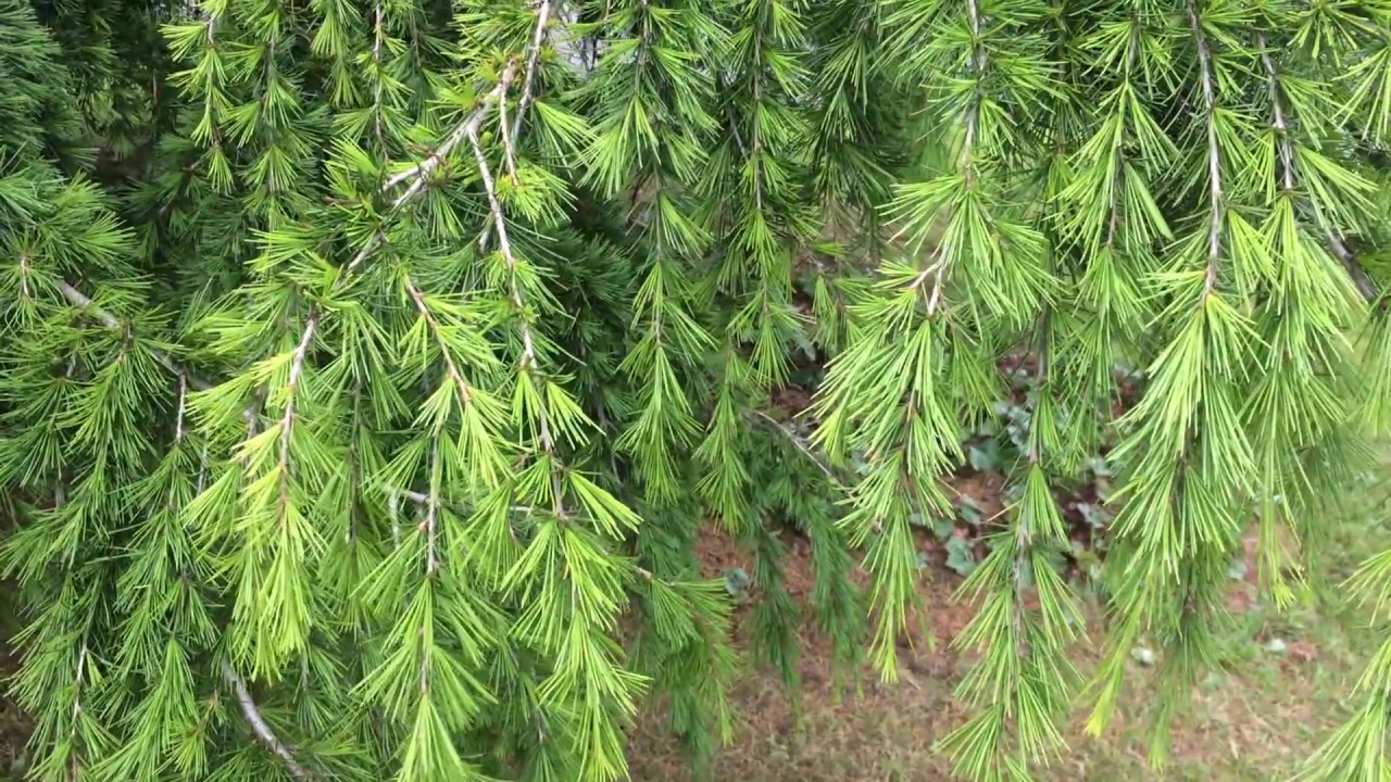 Deodar cedar (Cedrus deodara) - leaves - June 2017 - YouTube