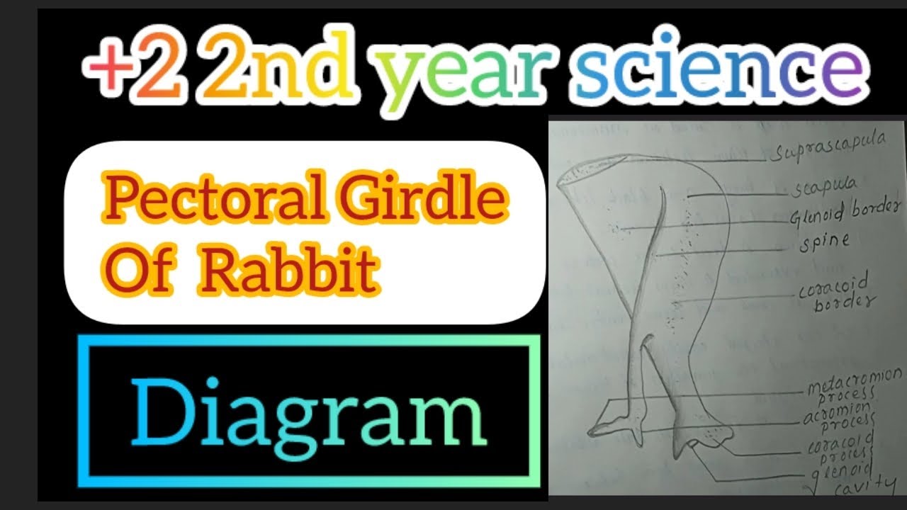 How to draw pectoral girdle of rabbit diagram🙂//+2 science diagram very ...