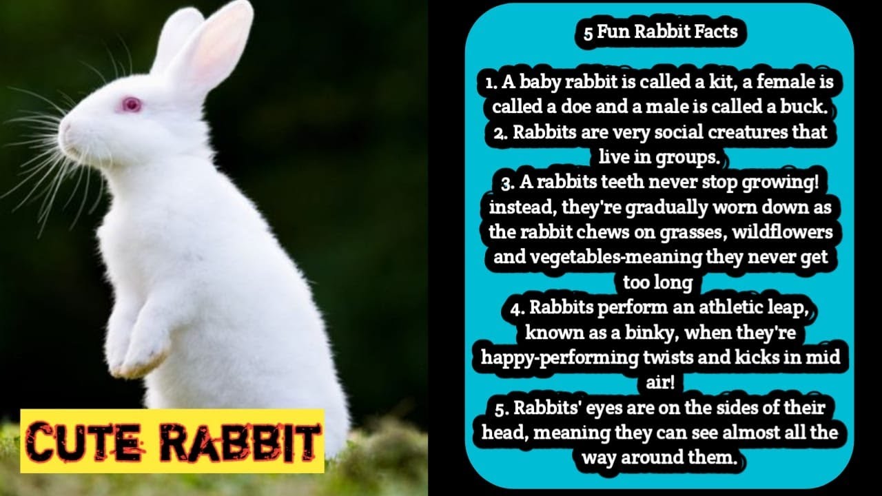 Do rabbits make good pets? - YouTube