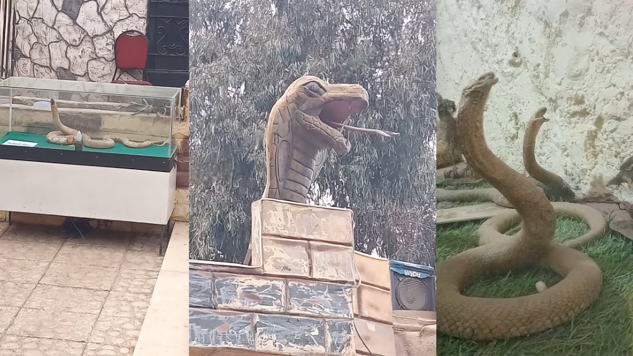 Giant snakes, mummified snakes, and amazing statues! 🐍🔥 - YouTube