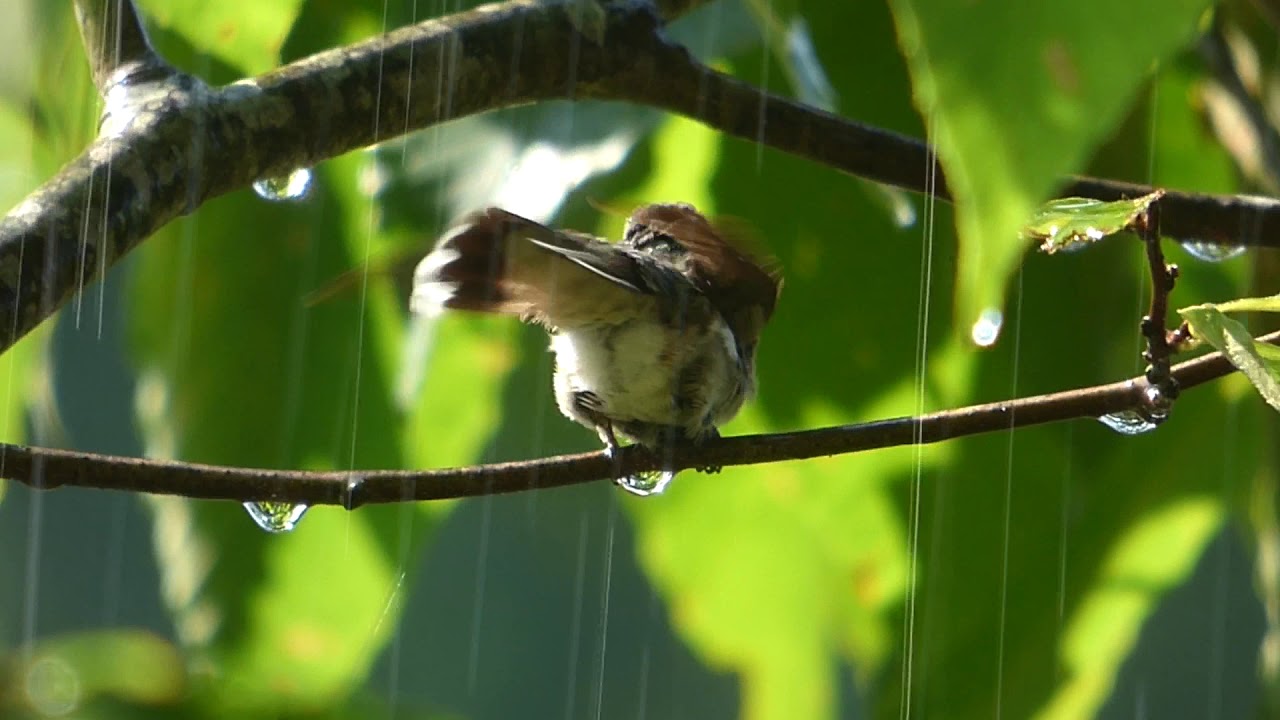 Hummer takes a bath - YouTube