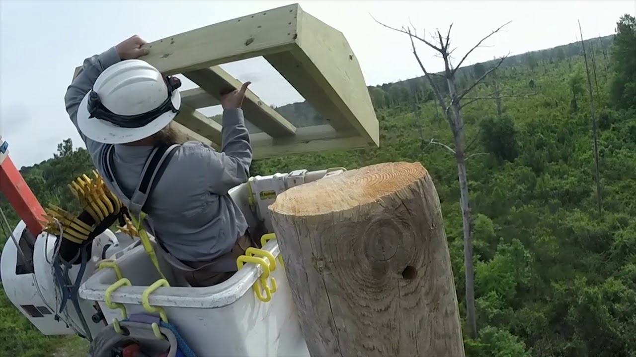 Entergy Mississippi Raptor Nesting Platform Installation - YouTube