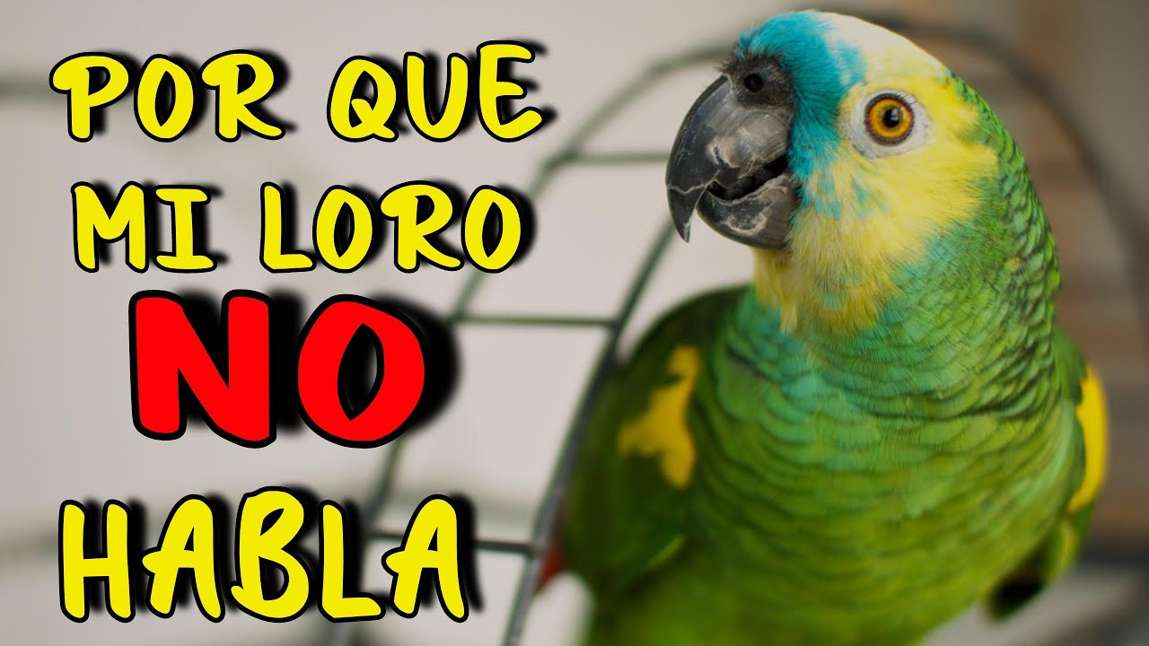 ¿Por qué mi LORO NO Habla? ¡Que Hacer!🤔 Razones y soluciones 🦜 - YouTube