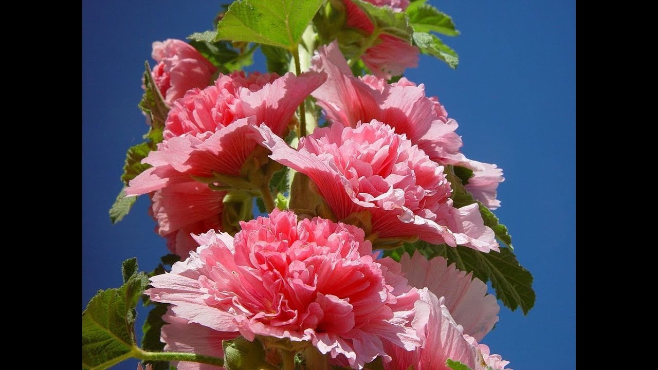 Amazing and Most Beautiful Alcea Flowers | Hollyhocks - YouTube