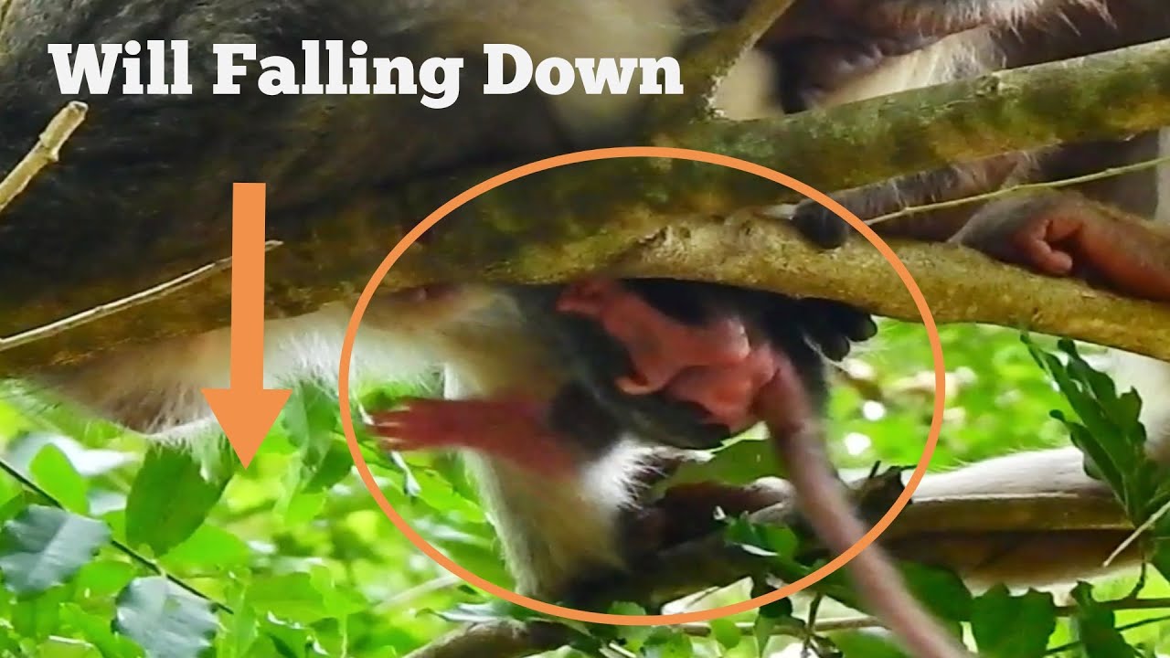 OMG Monkey Not Becareful Baby Will Falling Down, Newborn Monkey Nearly ...