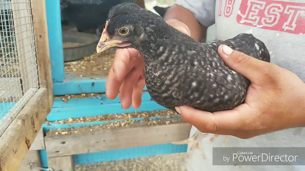 Compramos nuevos pollitos minis#20 - YouTube