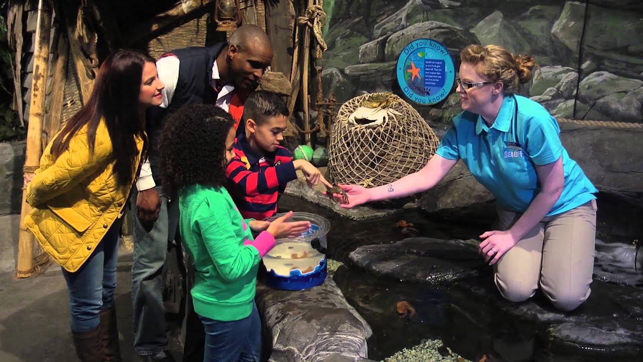National SEA LIFE Centre Birmingham - Cinema Advert 2013 - YouTube