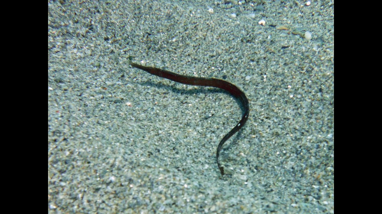 Bellissimo "Pesce ago" - Beautiful "Pipefish" - YouTube