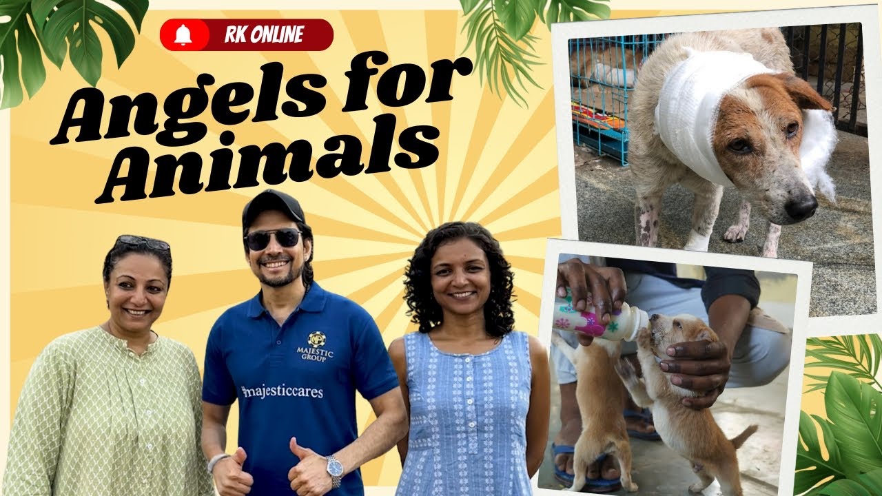 You won't believe what these Angels do for Animals ️🐶 - YouTube