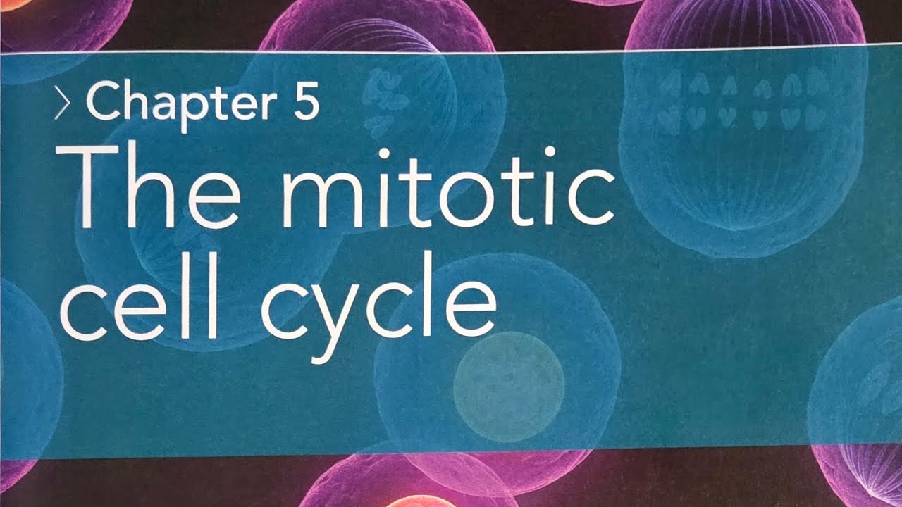 AS Bio Chapter 5 The Mitotic Cell Cycle 5.1 Replication and Division of ...