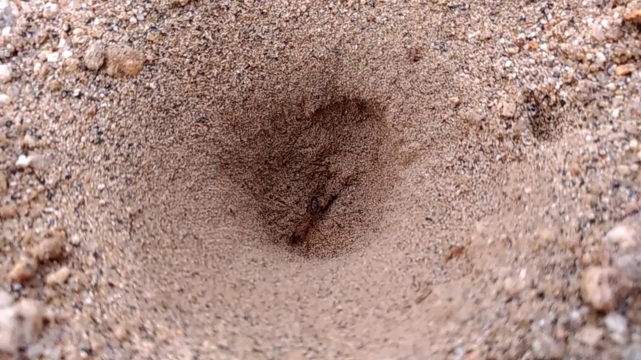 Antlion Vs Ant - Antlion Cone Death Trap - YouTube
