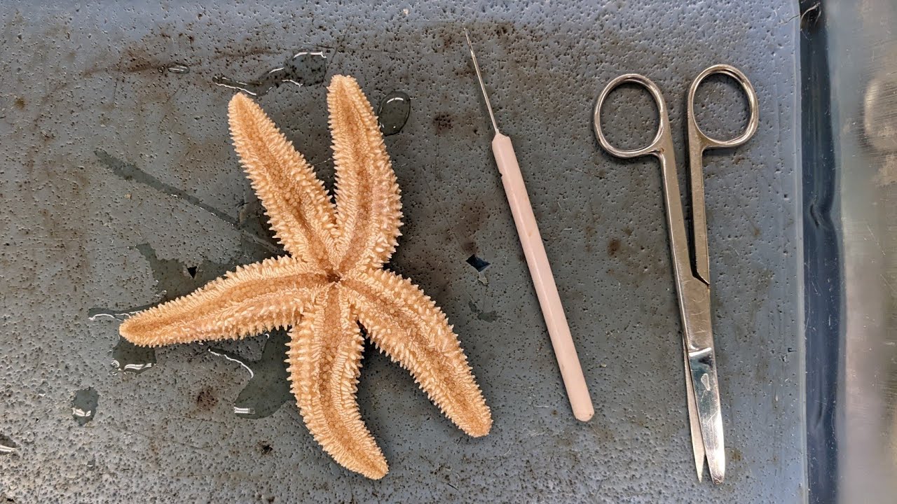 Dissecting a Starfish - YouTube