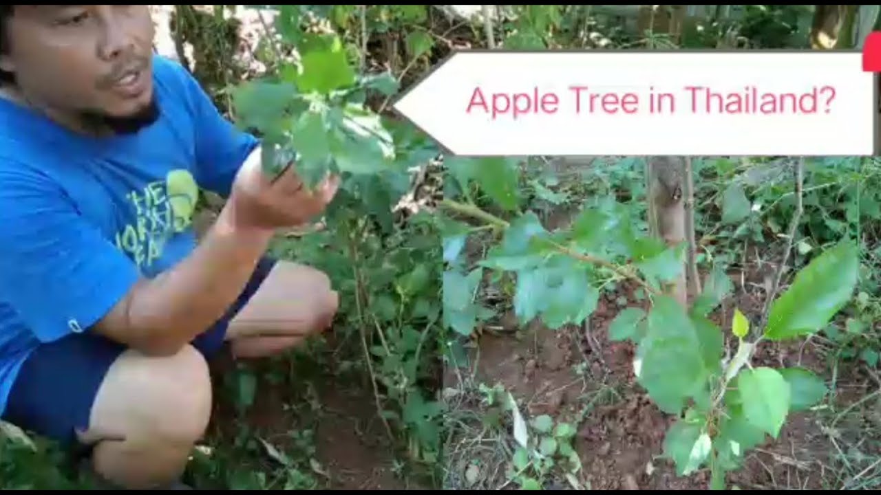 Apple Tree in Thailand I A tropical country can actually grow an Apple ...