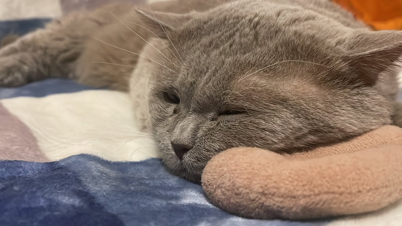 Big British Shorthair Lilac Cat Platon love a Shrimp Toy - YouTube