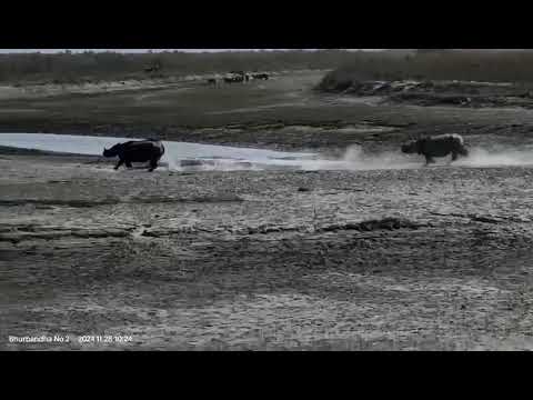 Mating behaviour of rhino : Two rhino runs for #mating #youtube #wildlife #yt #matingrituals 
