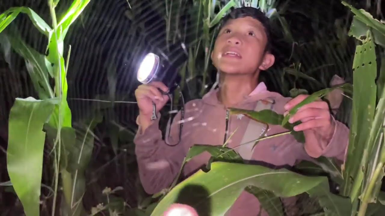 DAMING GAGAMBA SA MAISAN PURO TIGRE,HUNTING SPIDER - YouTube