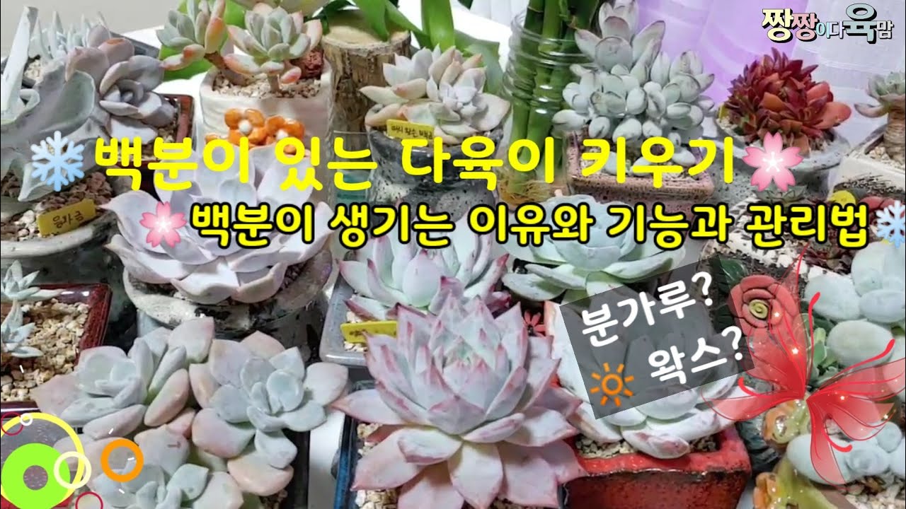 다육이 백분 생기는 이유와 역활 관리법💢 백분이 있는 다육이 키울때 주의할점⭐파랑새 먼로 노마 상아스페셜 Youtube