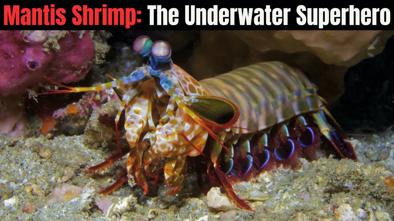 Mantis Shrimp - The Underwater Superhero With Super Powers - YouTube