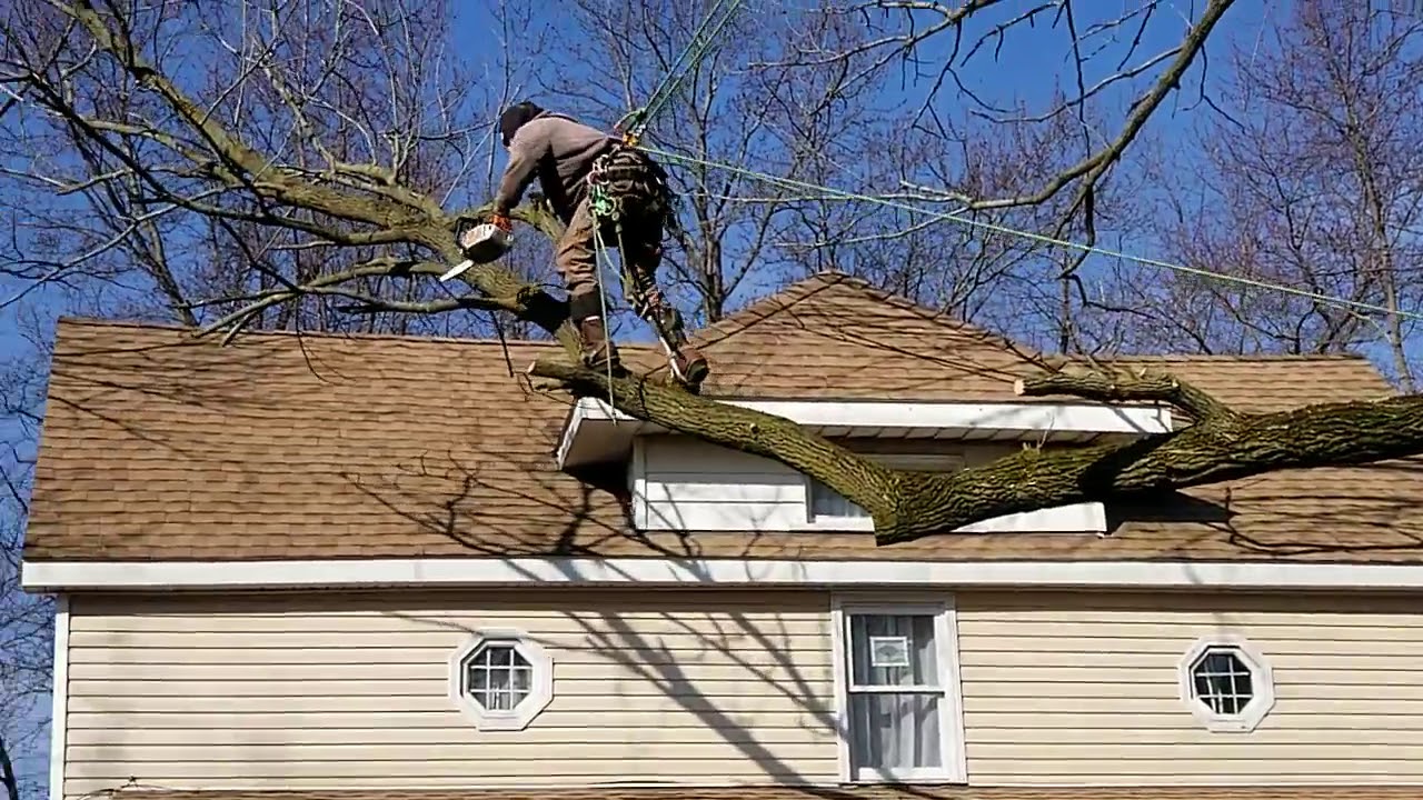 Tree Services in Central Indiana. - YouTube