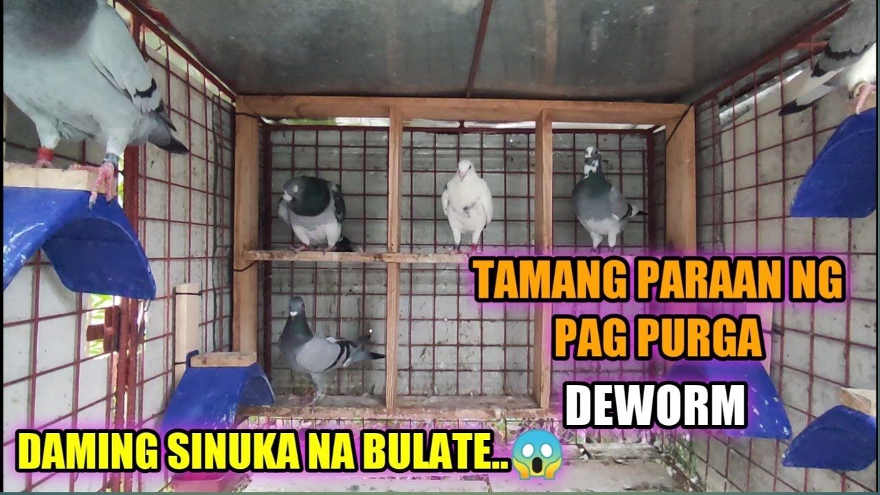 TAMANG PARAAN NG PAG PURGA | DEWORMING | DAMING SINUKA NA BULATE..😱 ...