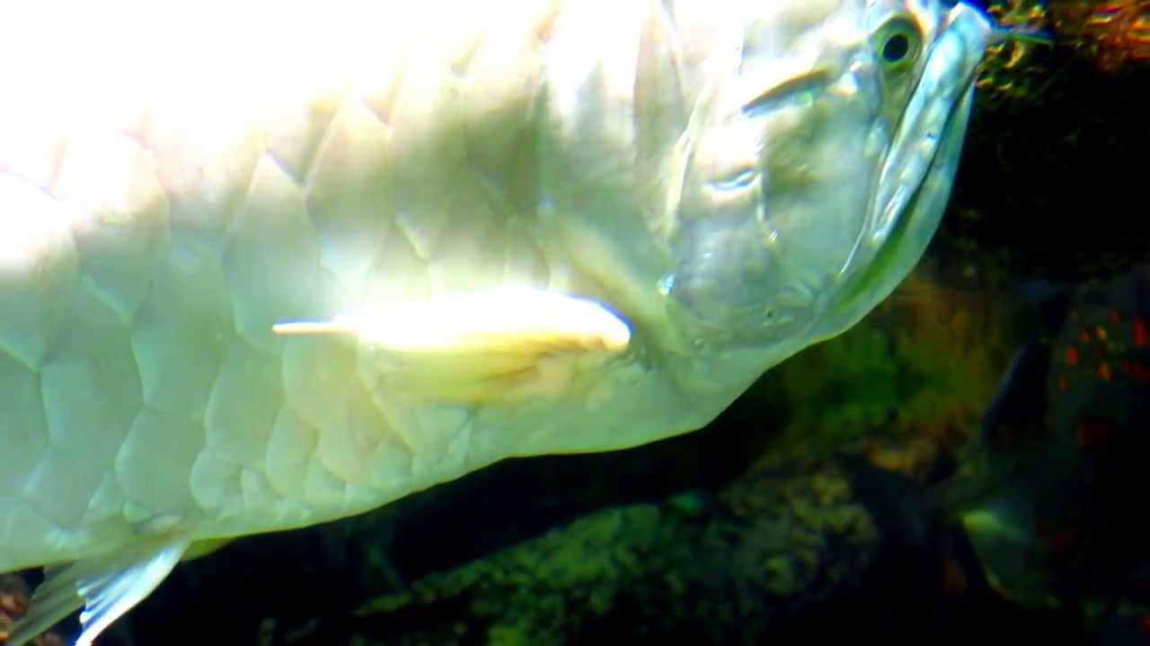 Silver arowana ability to jump out of water to catch prey fish fishing ...