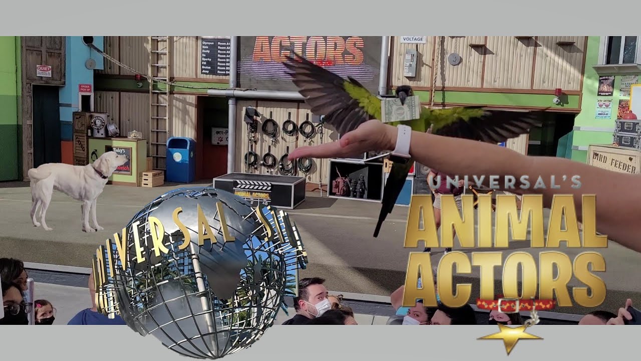 Animal Actors show. Universal Studios Hollywood, - 2021, California ...